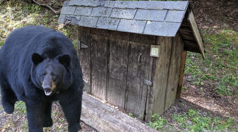 Bear Proof Trash Enclosures in Vermont Limit Bear Attacks